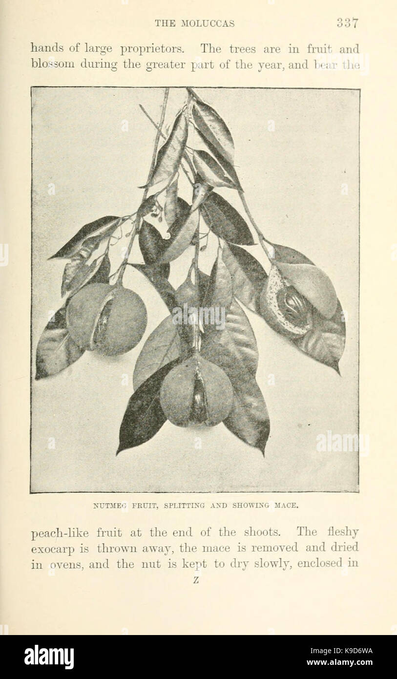 Malaysia and the Pacific archipelagoes (Page 337) BHL20474739 Stock ...