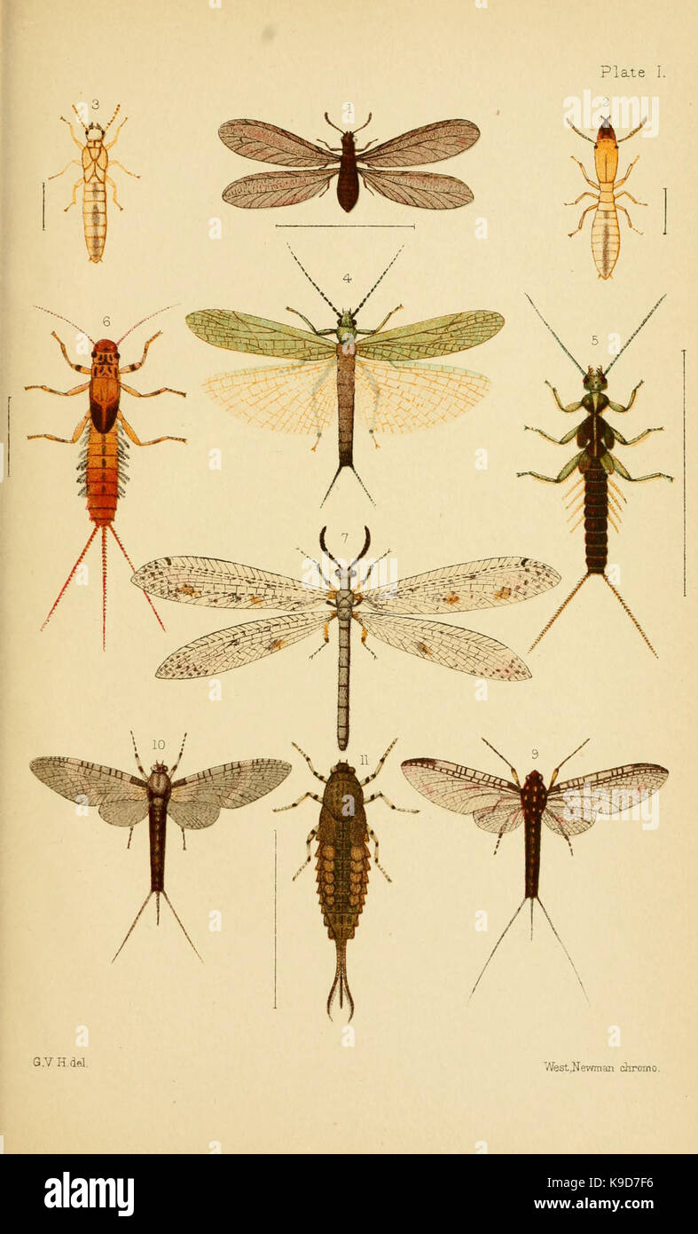 An illustration from the 'New Zealand Neuroptera,' showing various ...