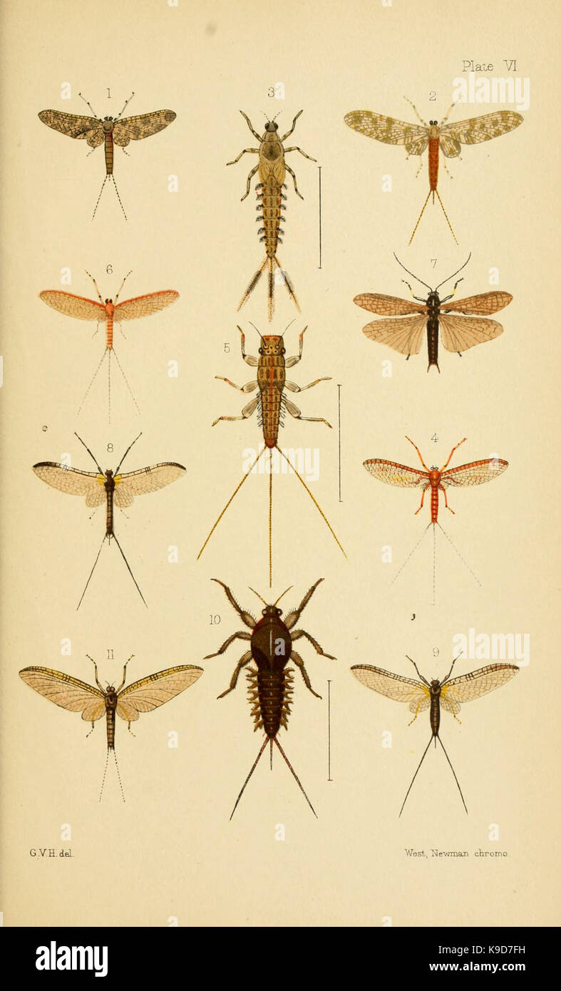 New Zealand Neuroptera BHL8645730 Stock Photo - Alamy