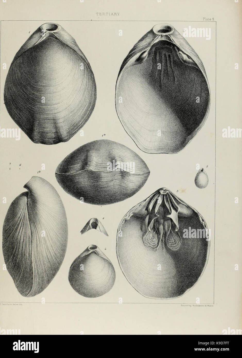 Monograph of the Palaeontographical Society (Plate II) BHL36905063 Stock Photo - Alamy