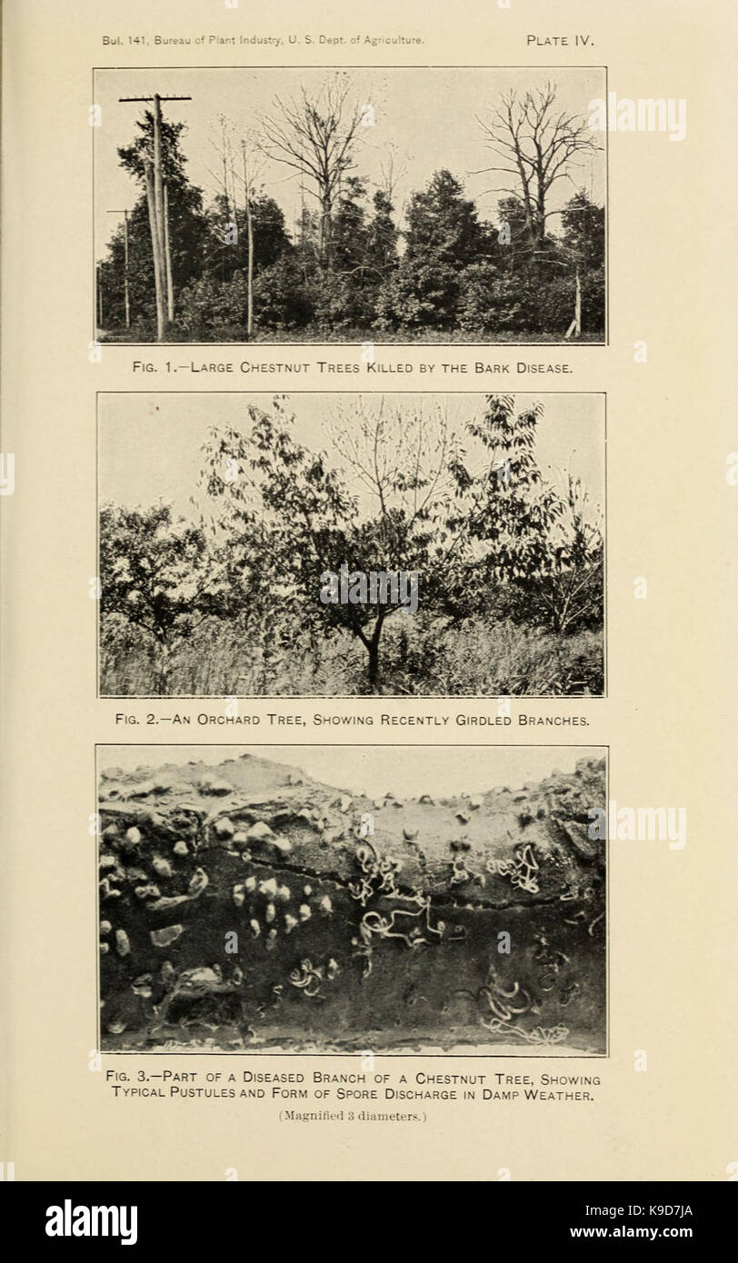 Miscellaneous papers BHL41970233 Stock Photo - Alamy