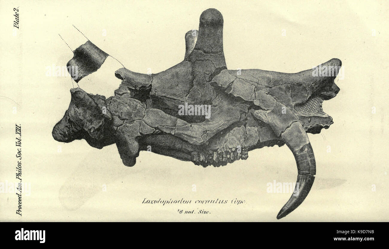 On the short footed ungulata of the eocene of Wyoming BHL19545001 Stock ...