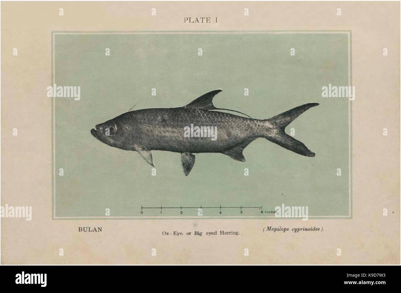 Malayan fishes (PLATE I) BHL46234945 Stock Photo - Alamy
