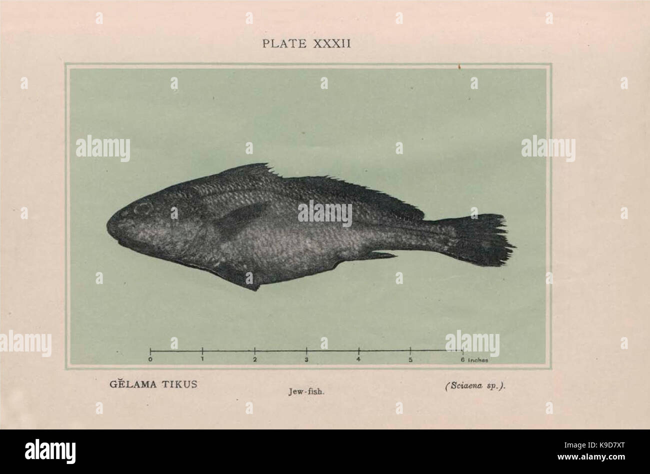 'Malayan Fishes' is an illustrated work depicting various fish species ...