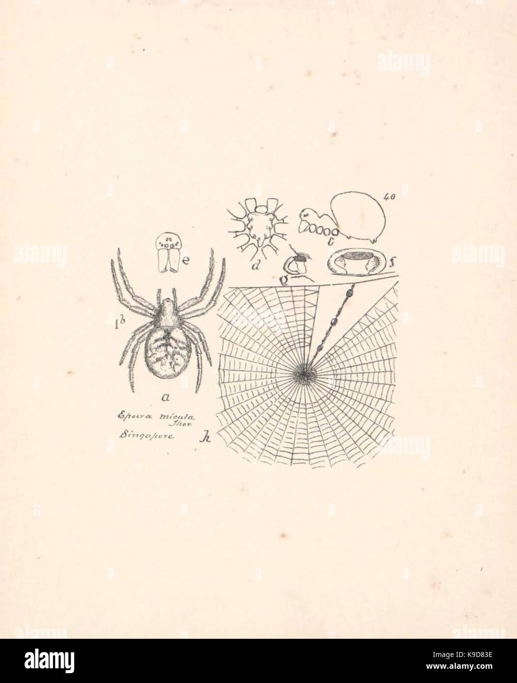 Spiders of southeast asia hi-res stock photography and images - Alamy