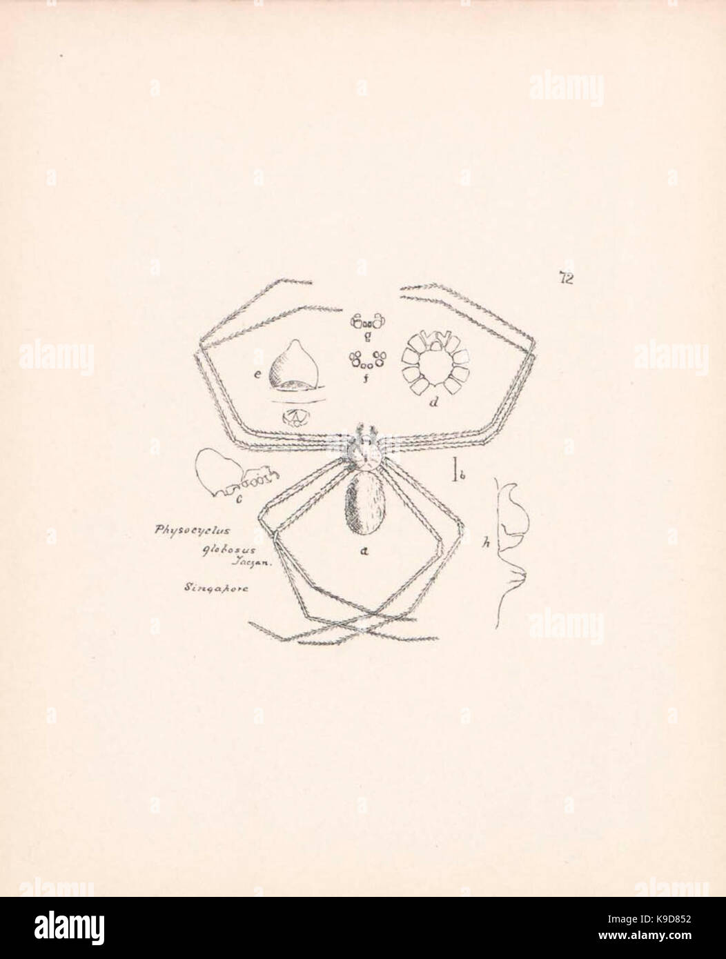 Spiders characteristics hi-res stock photography and images - Alamy