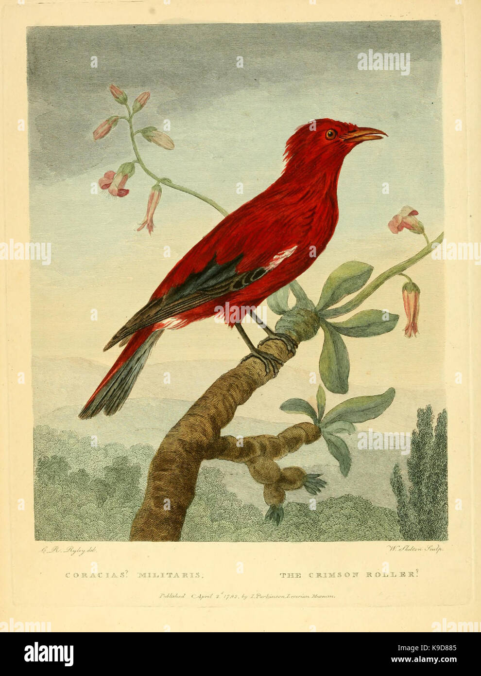 Musei Leveriani explicatio, anglica et latina BHL29568430 Stock Photo ...