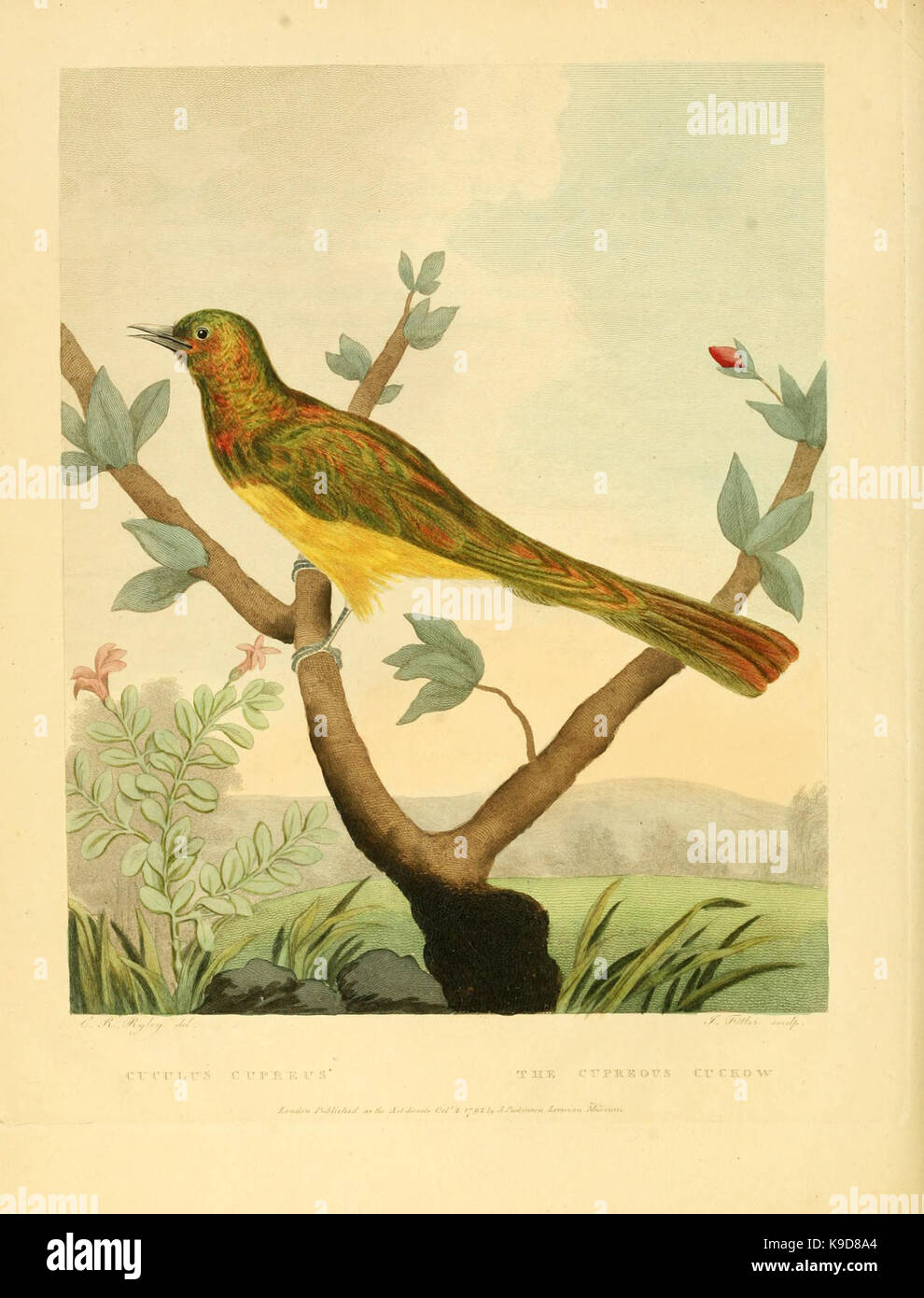 Leveriani hi-res stock photography and images - Alamy