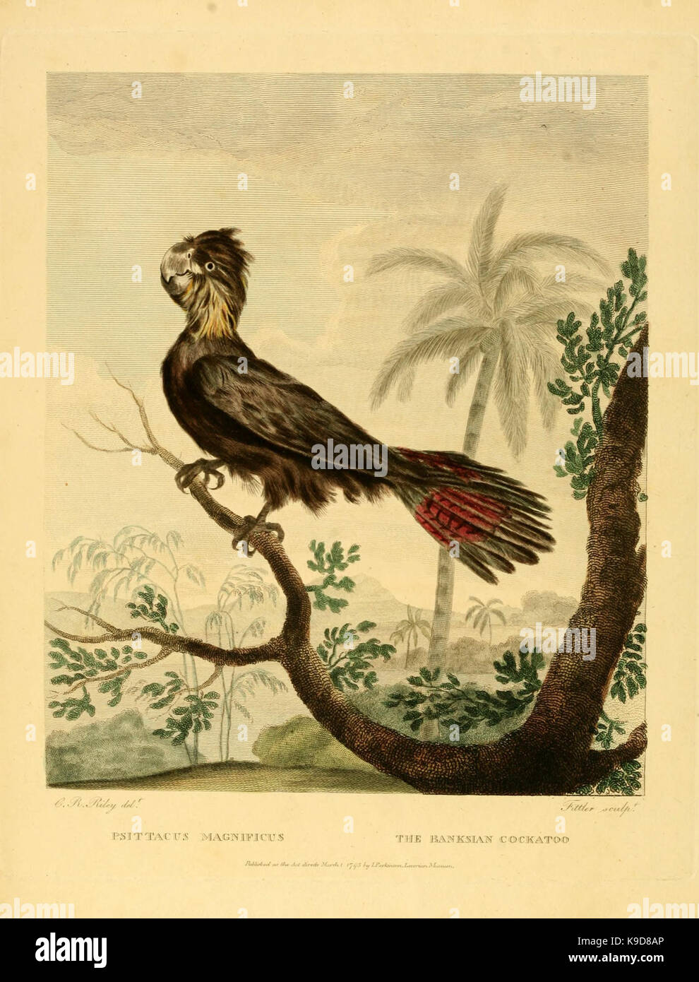 Musei Leveriani explicatio, anglica et latina BHL29568738 Stock Photo ...