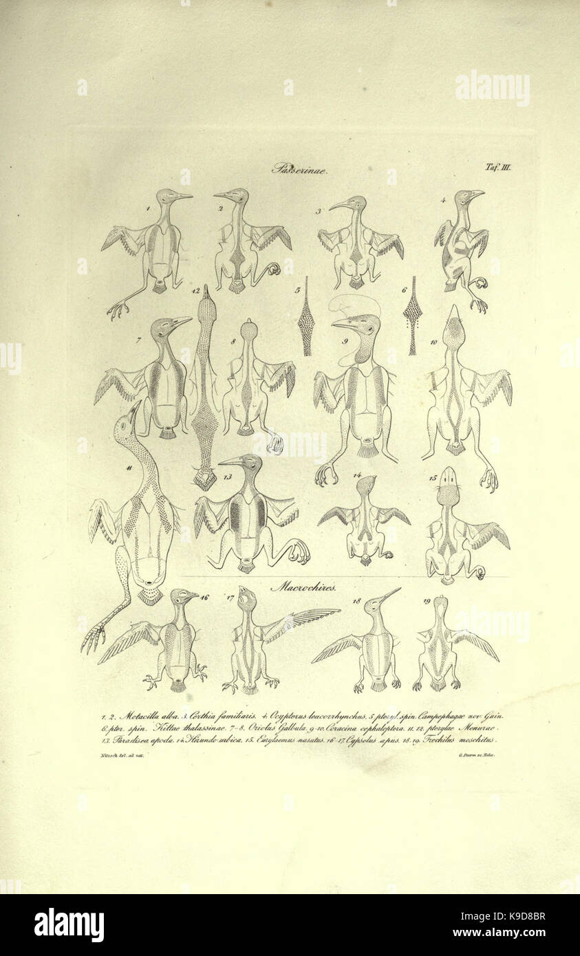 Nitzsch's Pterylography (Taf. III) BHL23760553 Stock Photo - Alamy