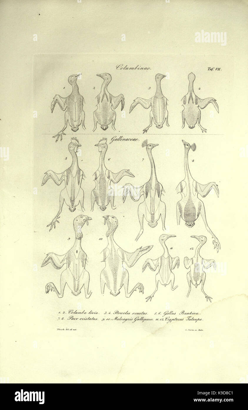 Nitzsch's Pterylography (Taf. VII) BHL23760561 Stock Photo - Alamy