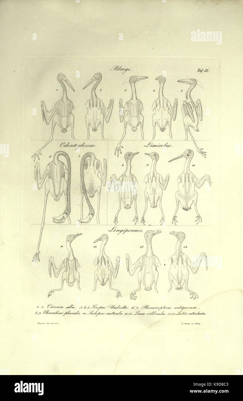Nitzsch's Pterylography (Taf. IX) BHL23760565 Stock Photo - Alamy