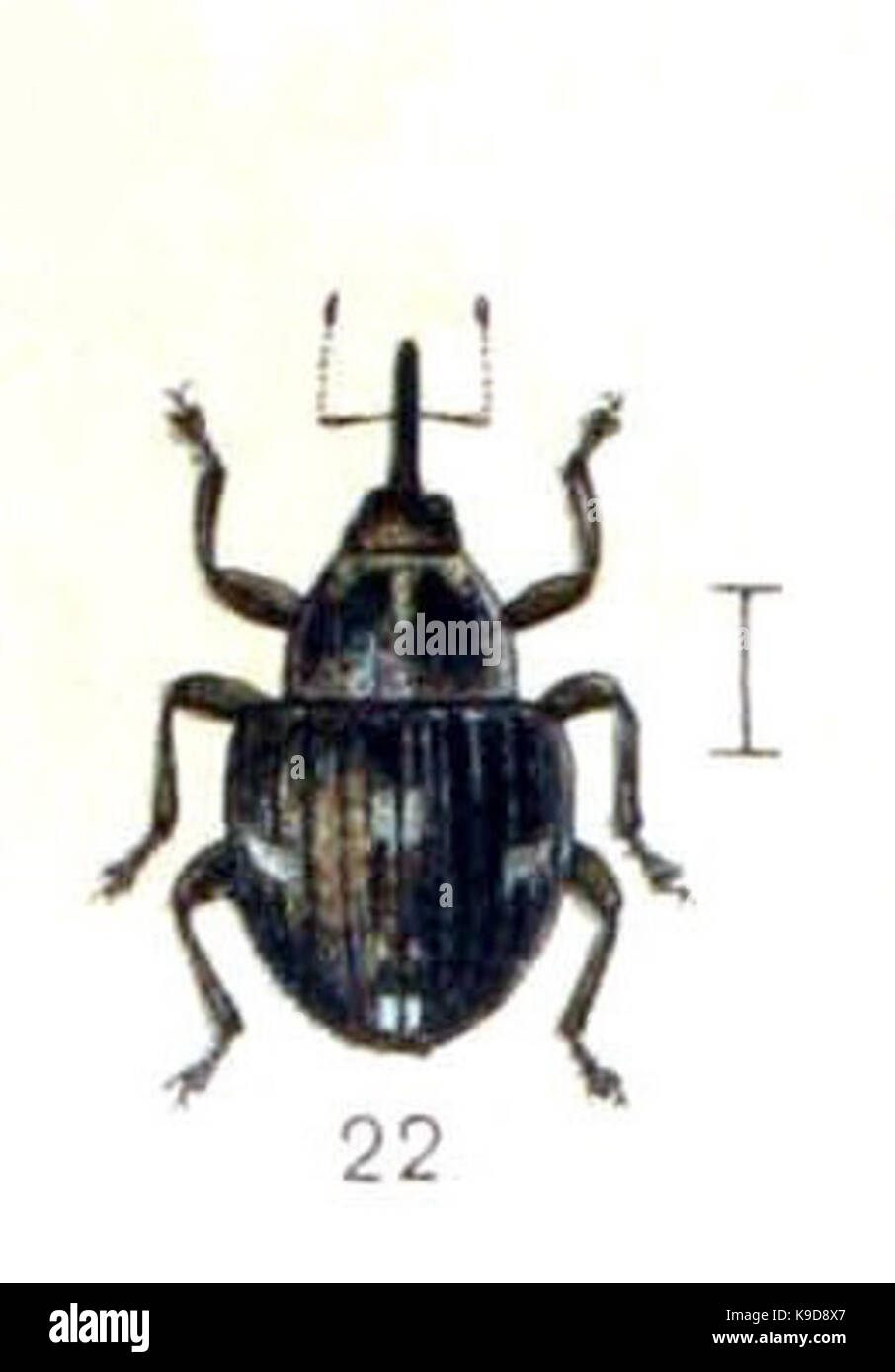 Nedyus quadrimaculatus Reitter 1916 Stock Photo - Alamy