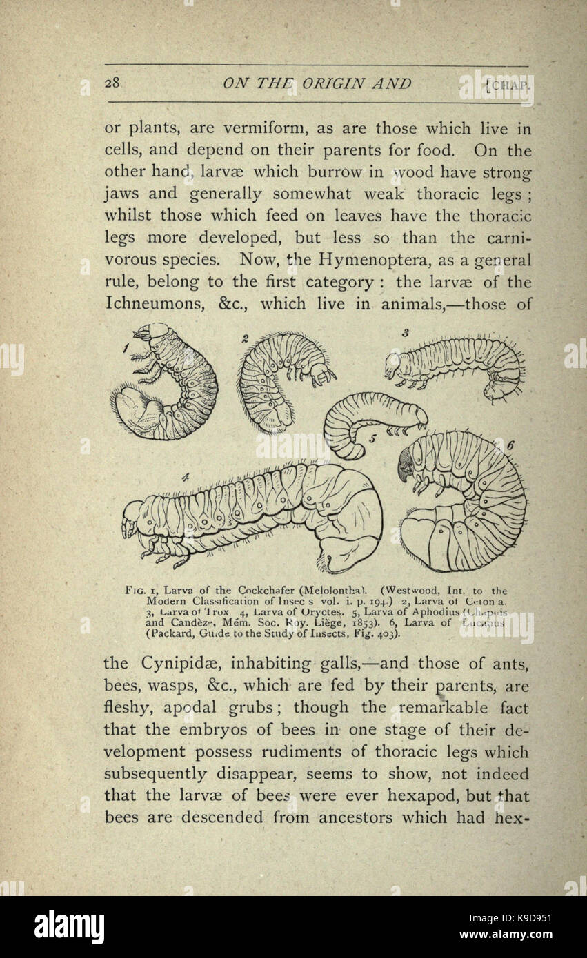 On the origin and metamorphoses of insects (Page 28) BHL23901579 Stock ...