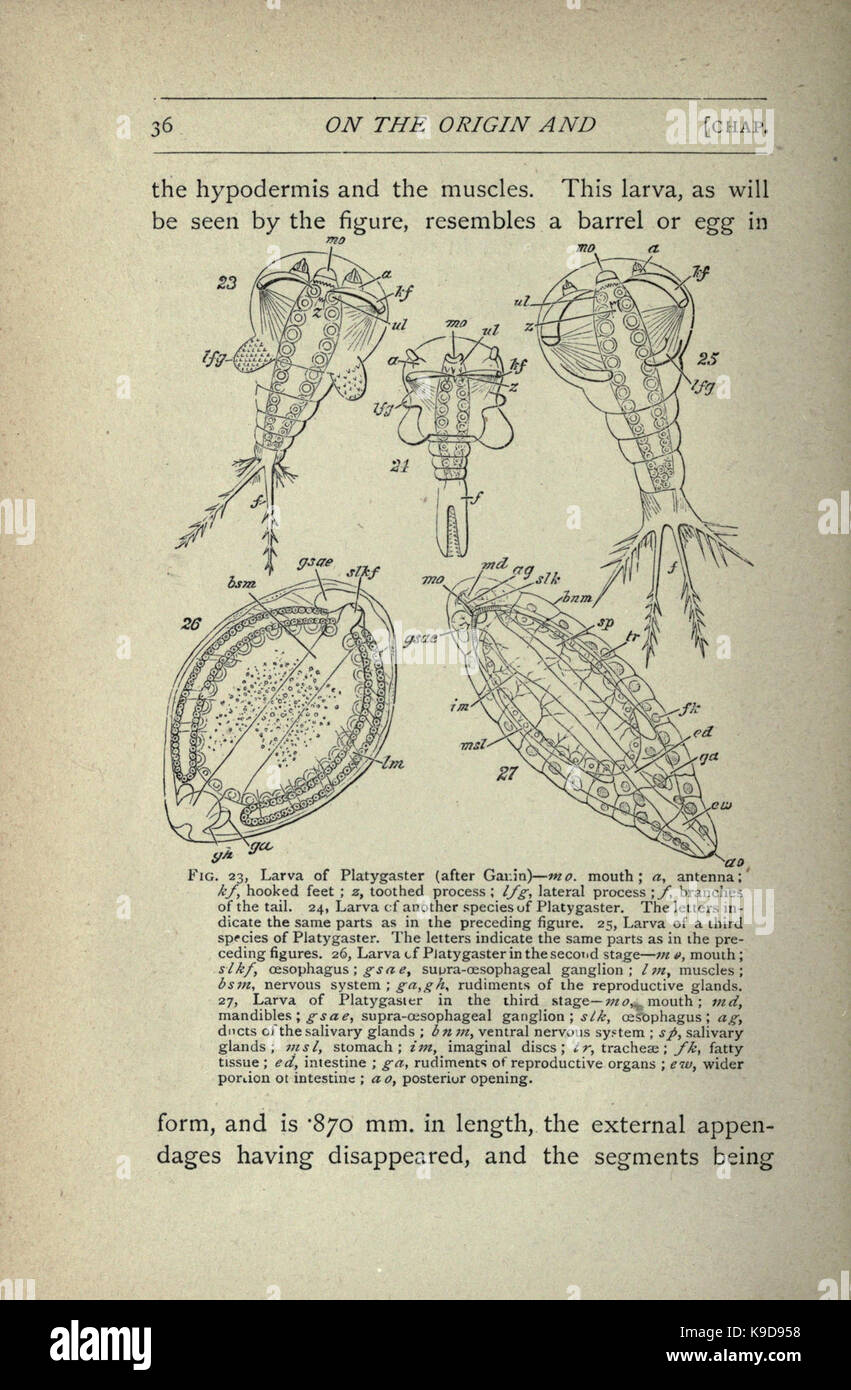 On the origin and metamorphoses of insects (Page 36) BHL23901587 Stock ...