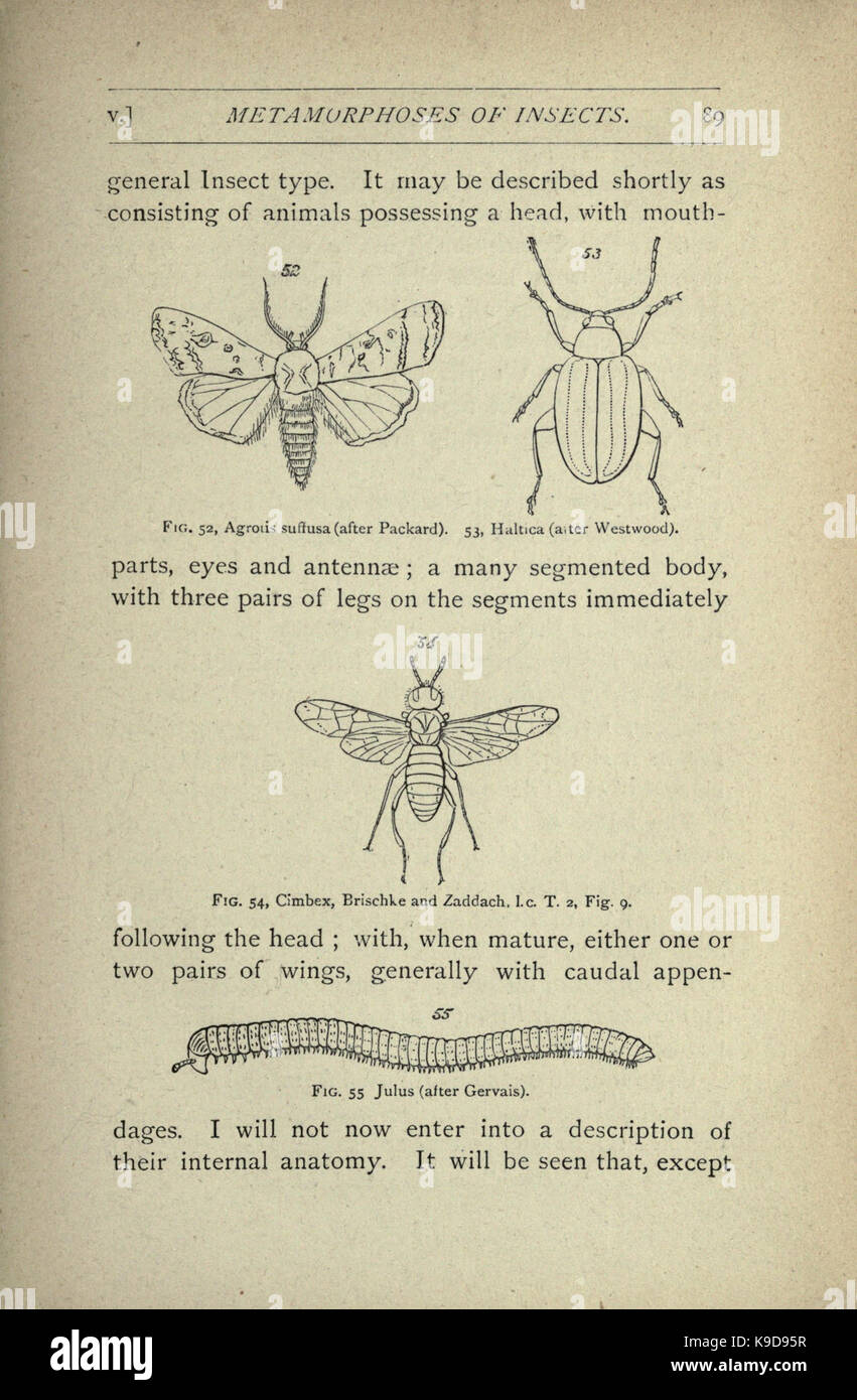 On the origin and metamorphoses of insects (Page 89) BHL23901659 Stock ...