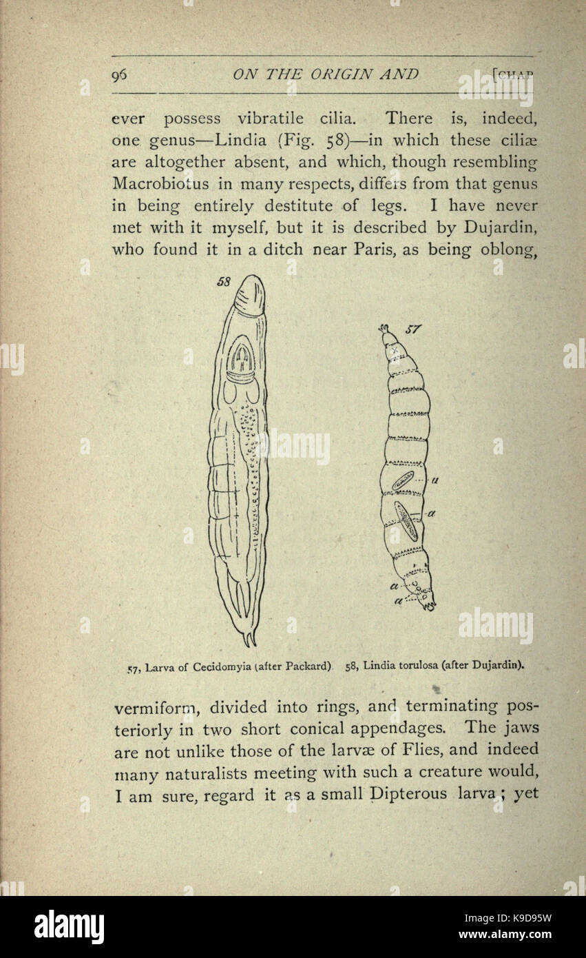 On the origin and metamorphoses of insects (Page 96) BHL23901666 Stock ...