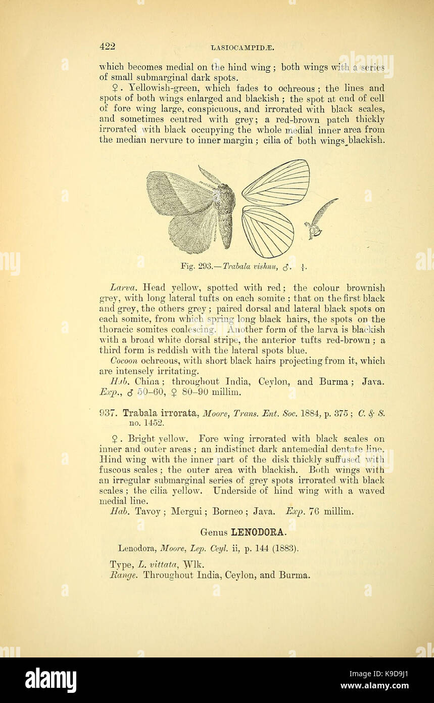 A detailed entry on moths from a historical natural history book ...
