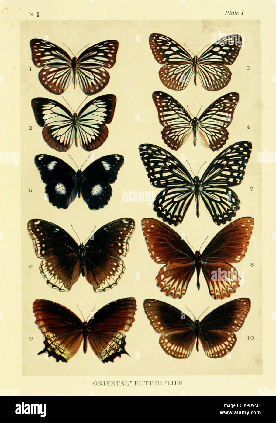 Mimicry in butterflies BHL8180482 Stock Photo - Alamy