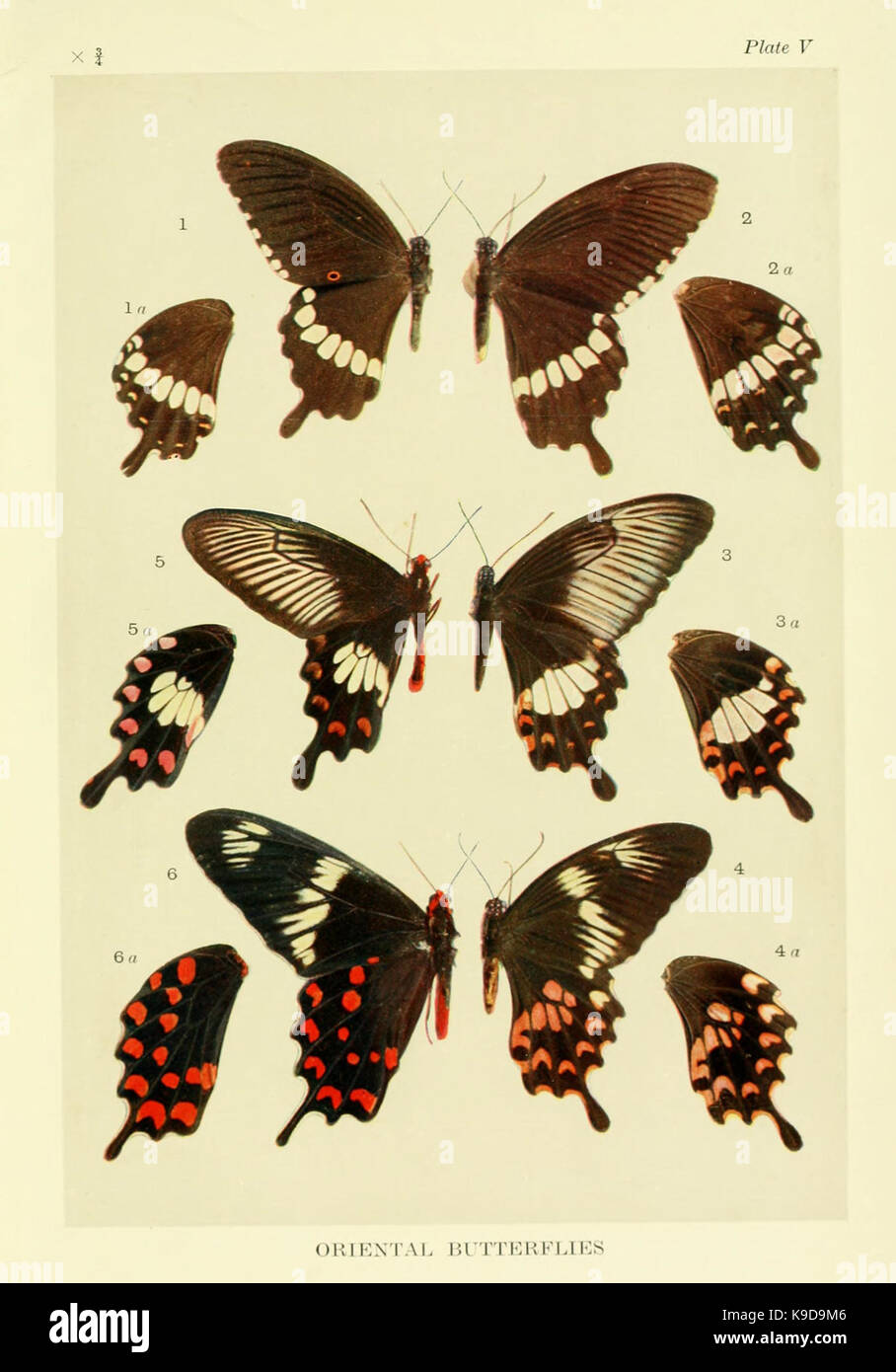 Mimicry in butterflies BHL8180498 Stock Photo - Alamy