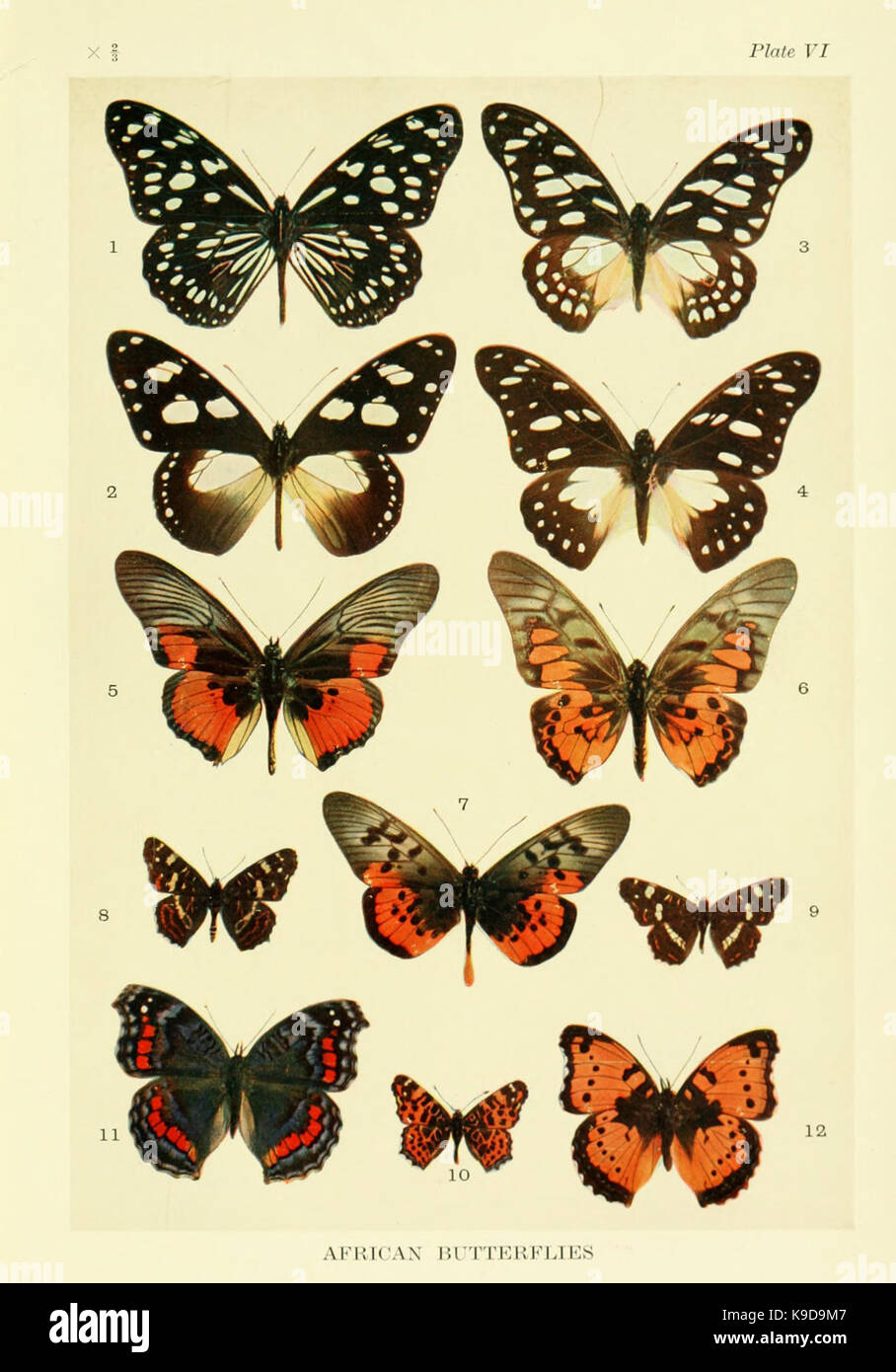 Mimicry mechanism hi-res stock photography and images - Alamy