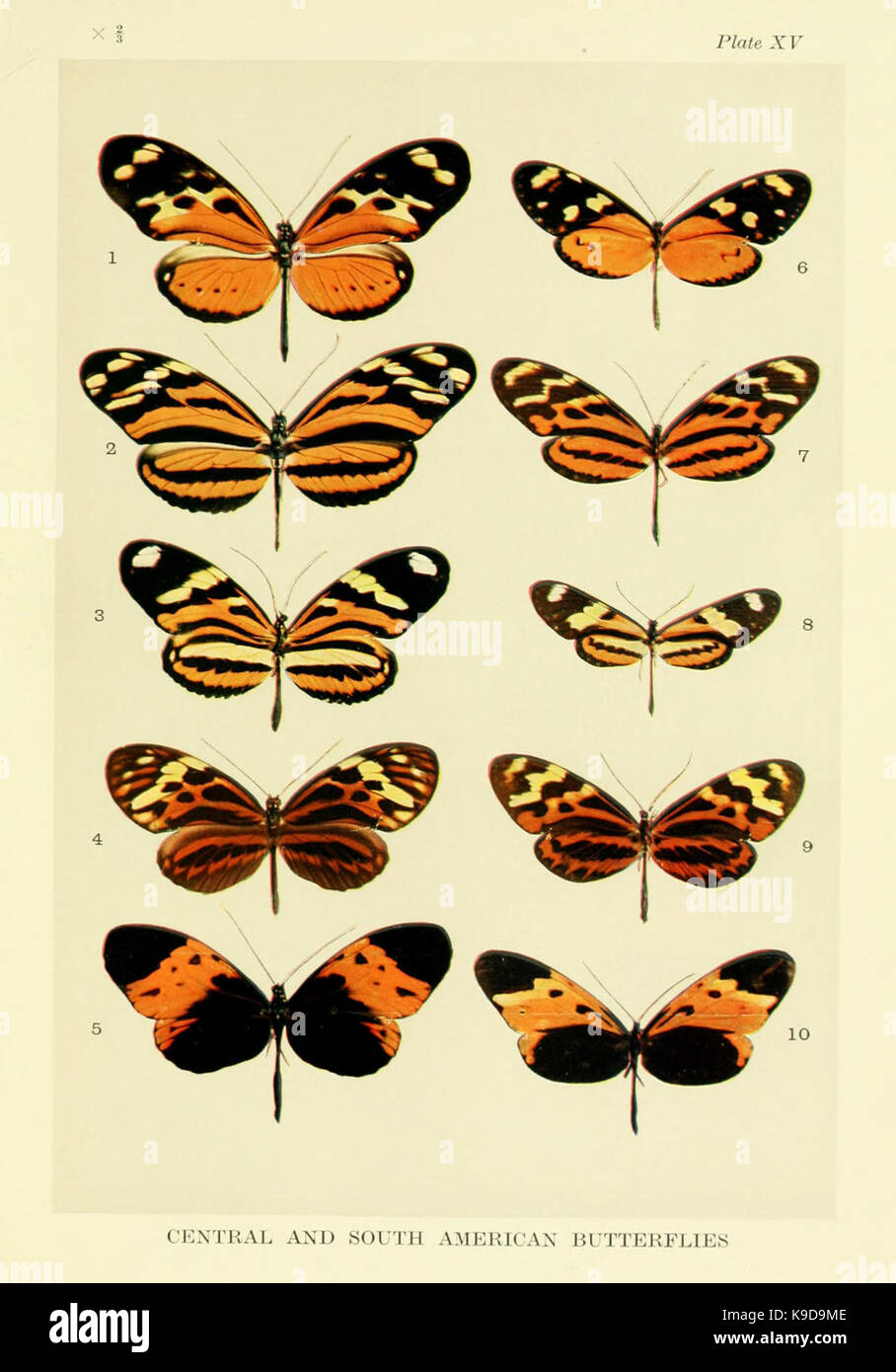 Mimicry in butterflies BHL8180530 Stock Photo - Alamy