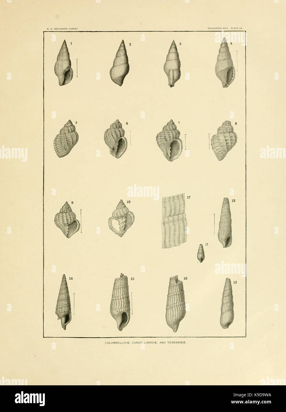 Mollusca and Crustacea of the Miocene formations of New Jersey ...