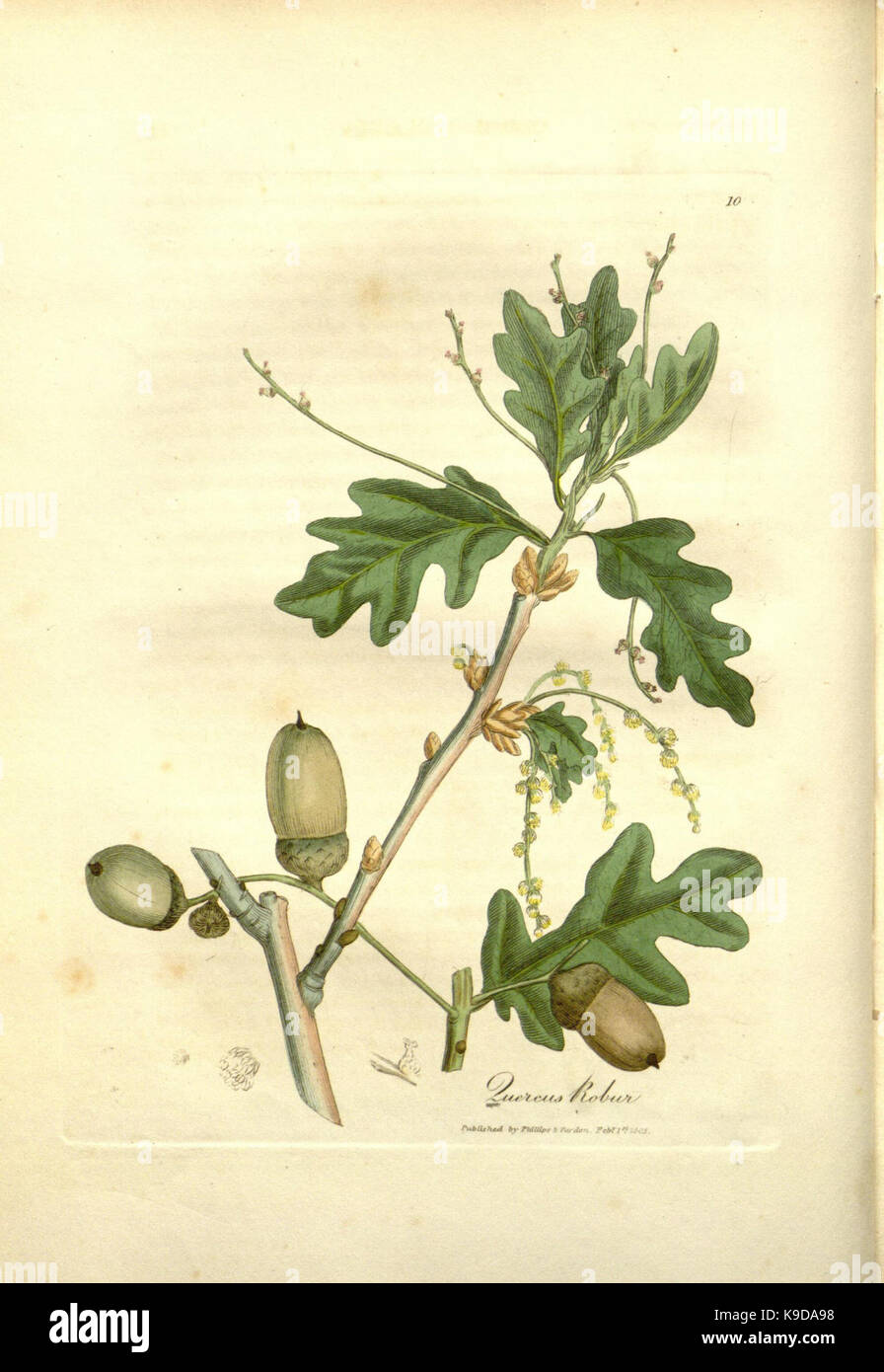 Medical botany (Plate 10) BHL9177897 Stock Photo - Alamy