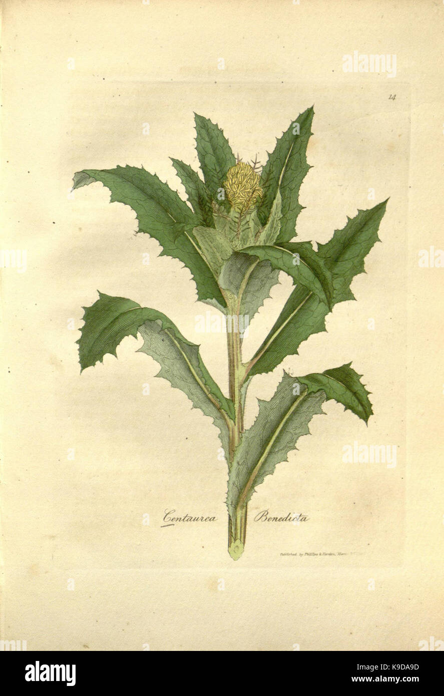 Medical medicinal plants taxonomy hi-res stock photography and images ...