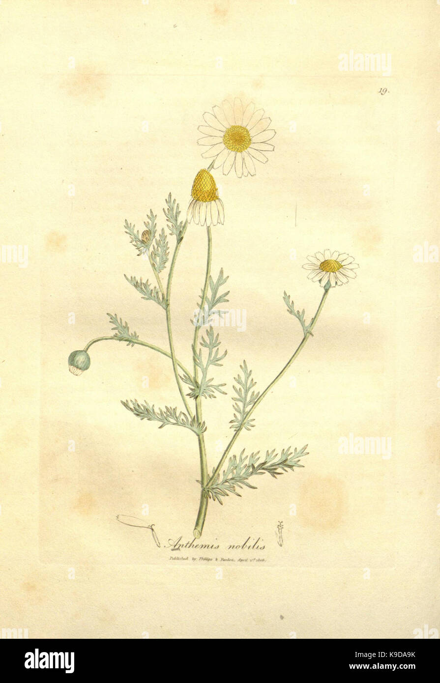 Medical botany (Plate 19) BHL9177930 Stock Photo - Alamy