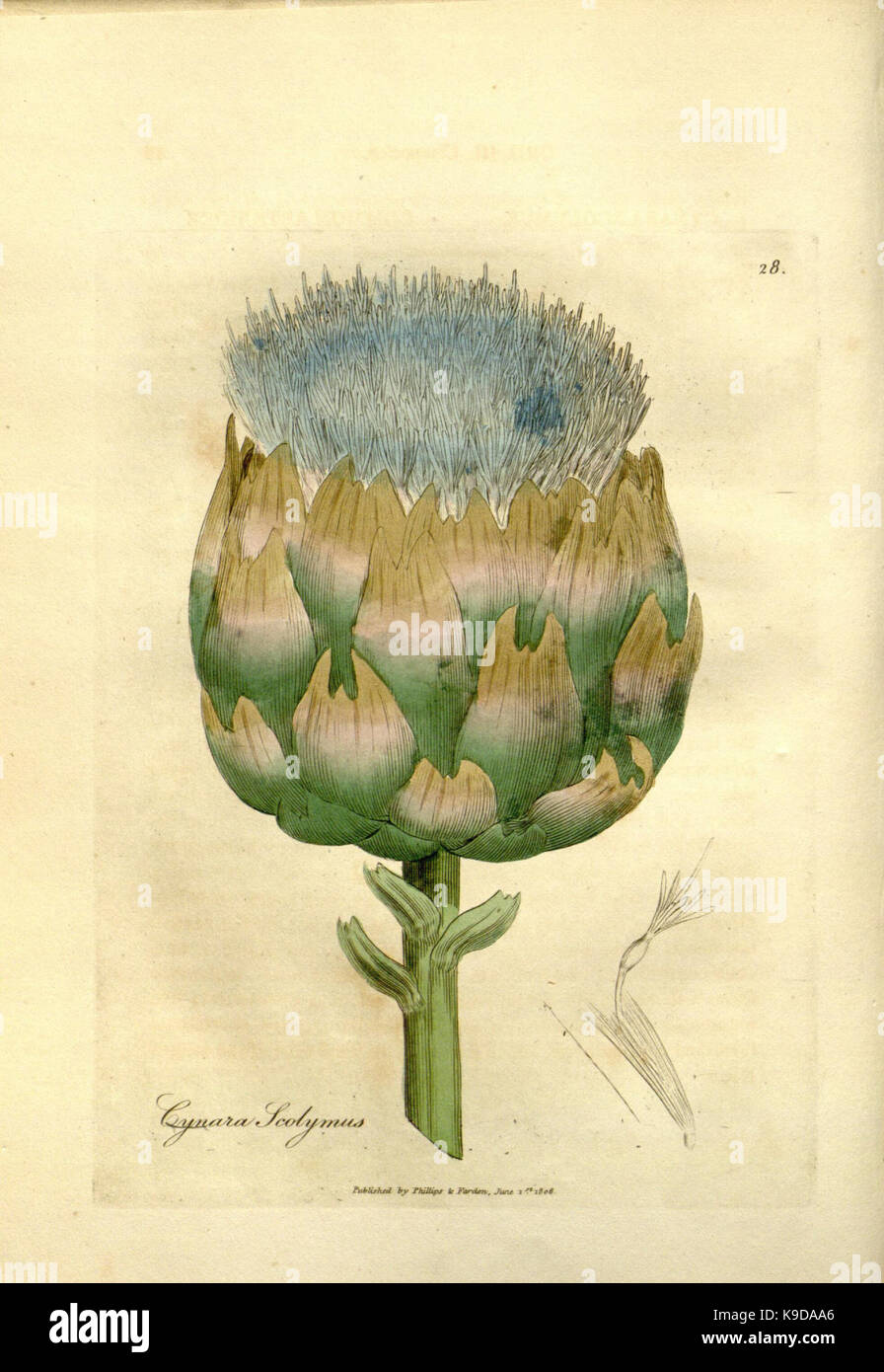 Medical botany (Plate 28) BHL9177961 Stock Photo - Alamy