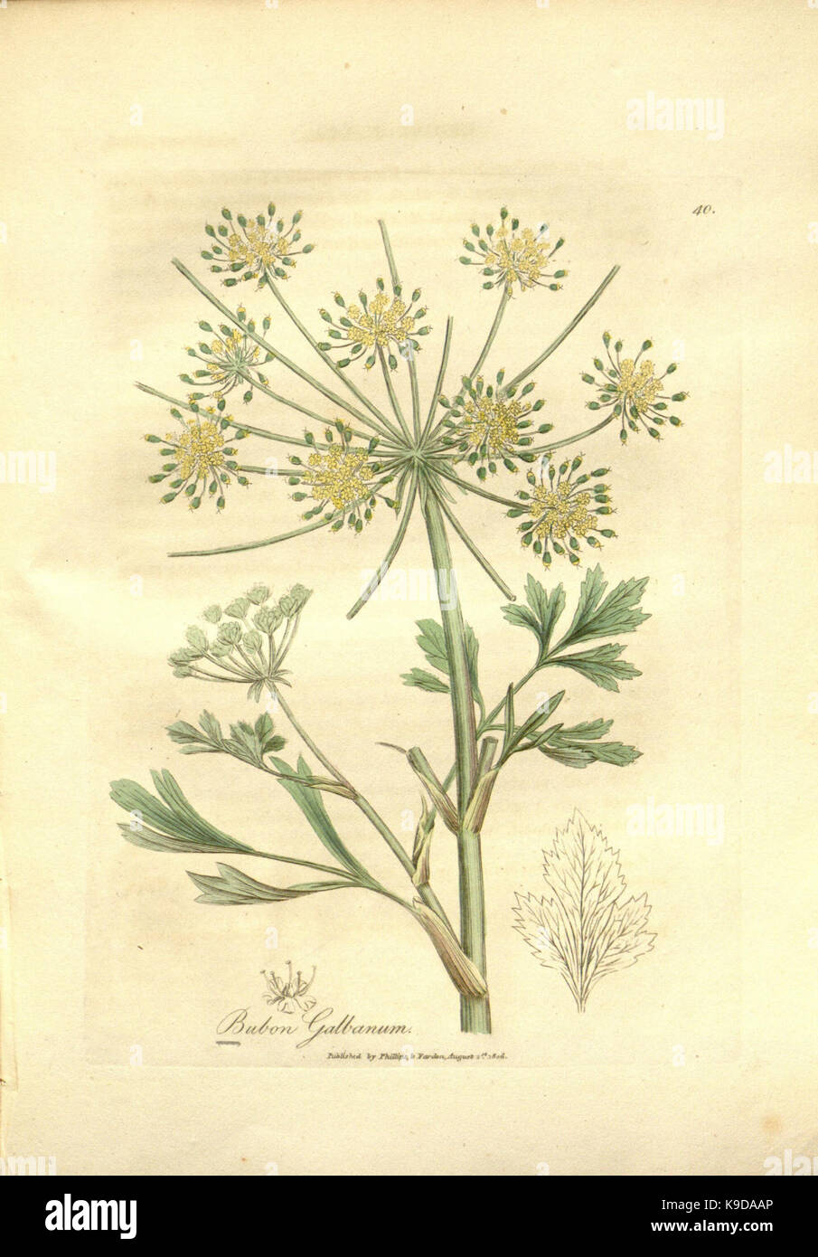 Medical botany (Plate 40) BHL9178003 Stock Photo - Alamy