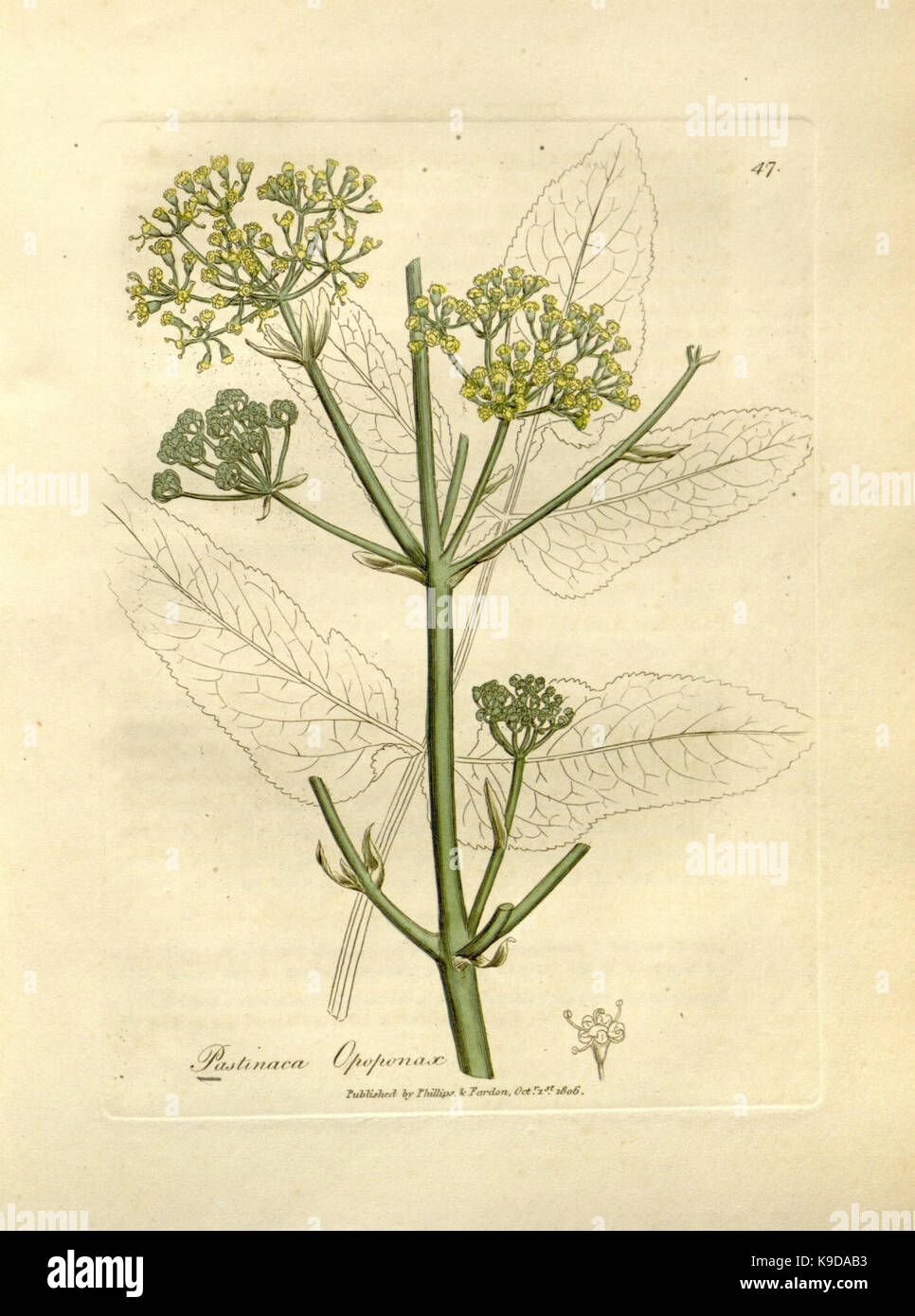 Medical botany (Plate 47) BHL9178034 Stock Photo - Alamy