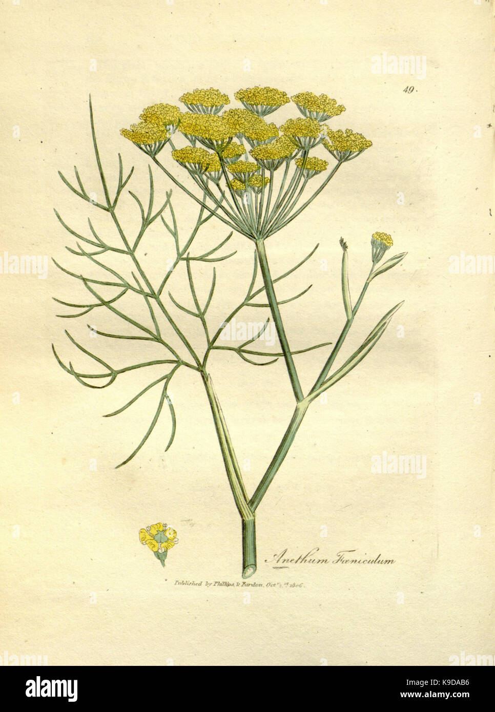 Medical botany (Plate 49) BHL9178040 Stock Photo - Alamy