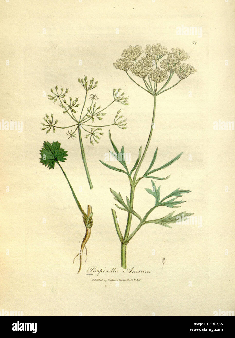 Medical botany (Plate 52) BHL9178051 Stock Photo - Alamy