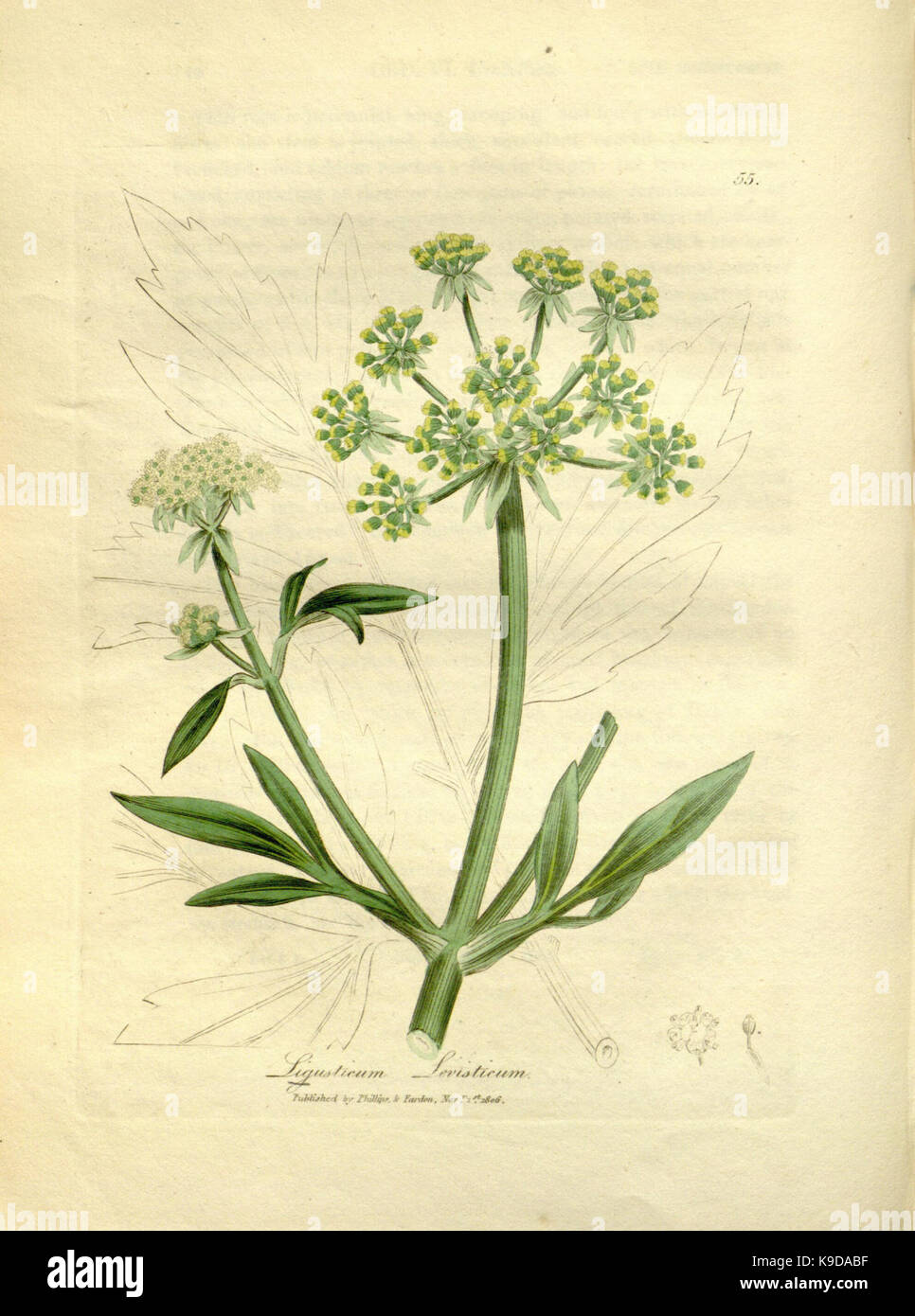 Medical botany (Plate 55) BHL9178060 Stock Photo - Alamy