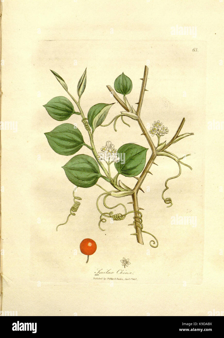 Medical botany (Plate 63) BHL9178092 Stock Photo - Alamy