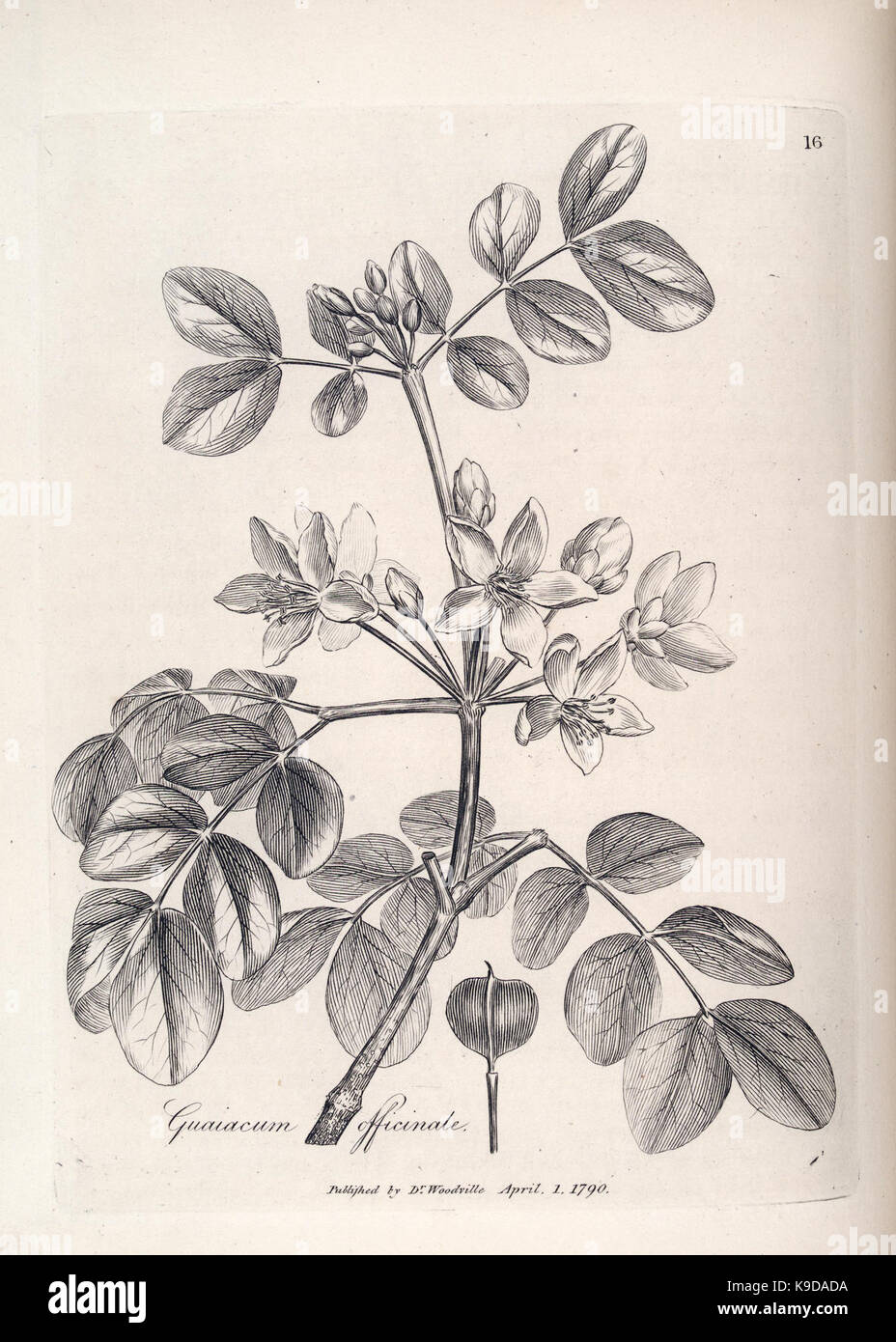 Botany illustration 1800s hi-res stock photography and images - Alamy