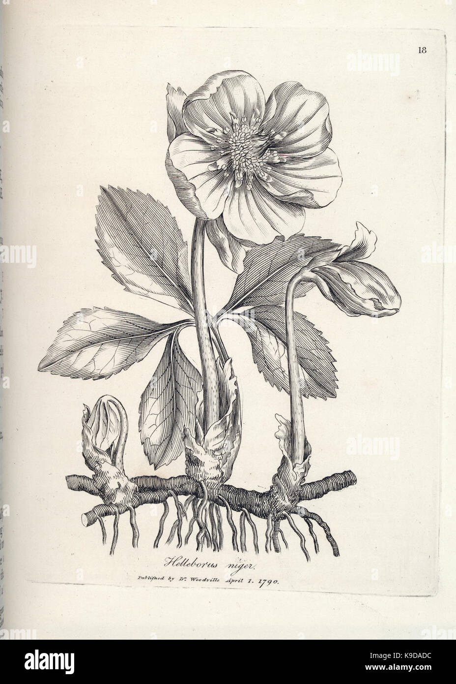 Medical botany (Plate 18) BHL672984 Stock Photo - Alamy