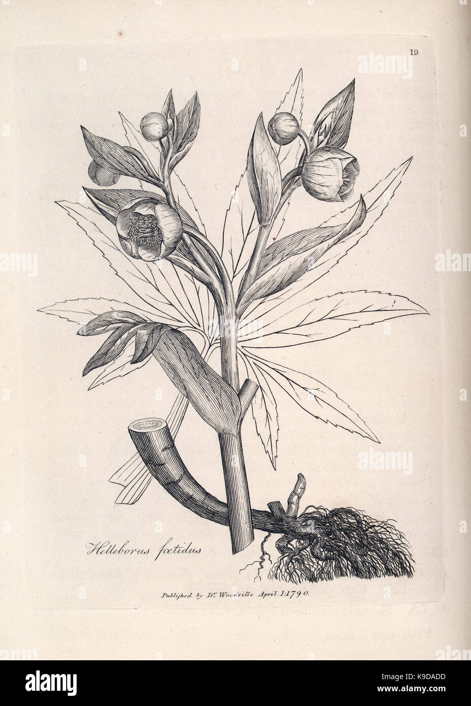 Medical botany (Plate 19) BHL672987 Stock Photo - Alamy