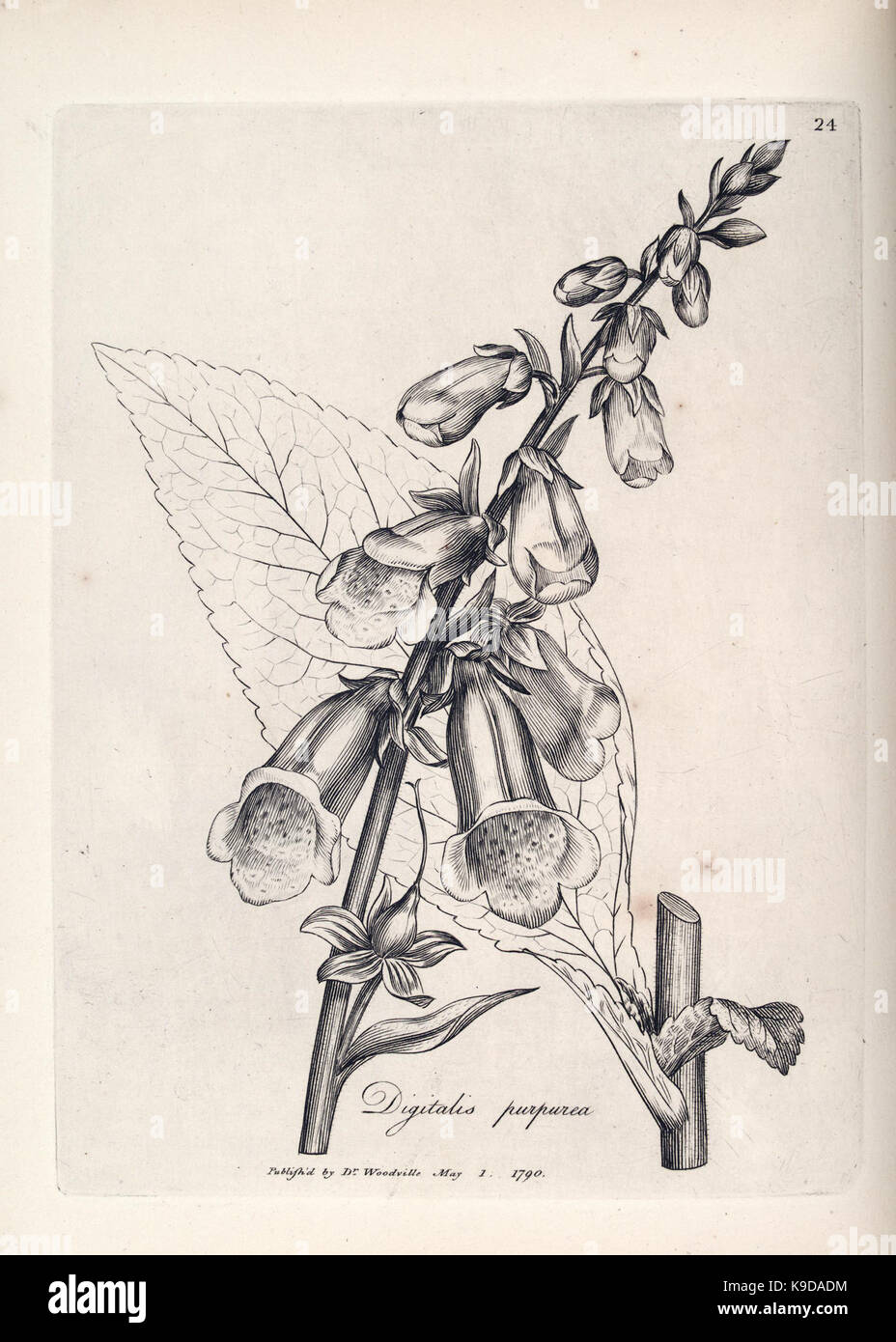 Medical botany (Plate 24) BHL673010 Stock Photo - Alamy