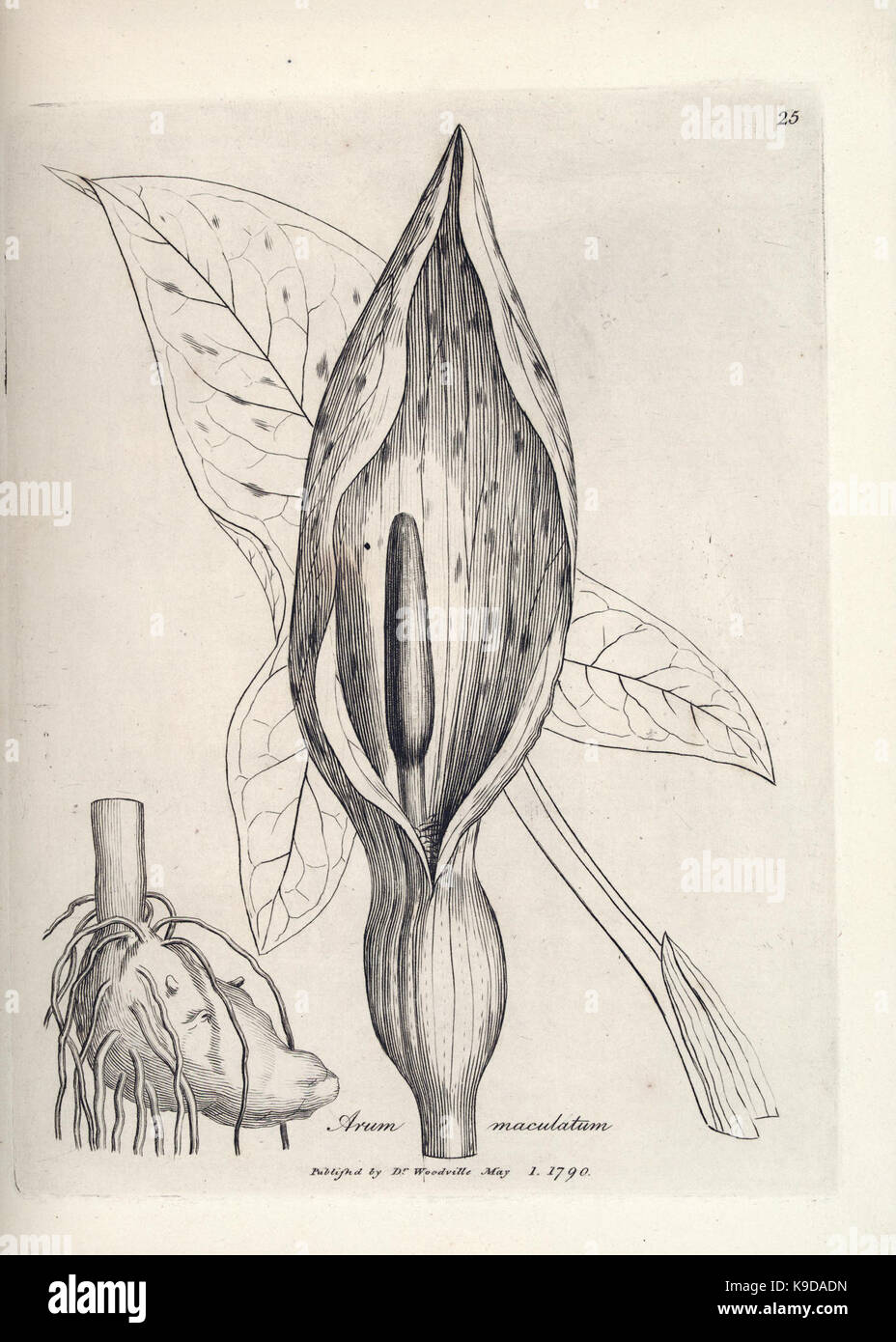 Medical botany illustration hi-res stock photography and images - Alamy
