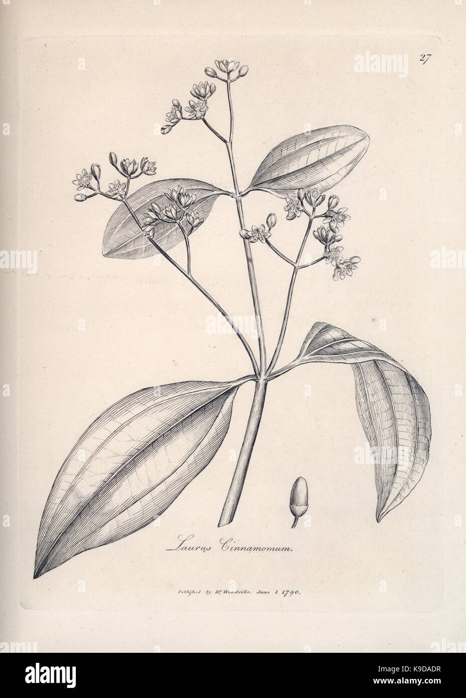 Medical botany (Plate 27) BHL673023 Stock Photo - Alamy