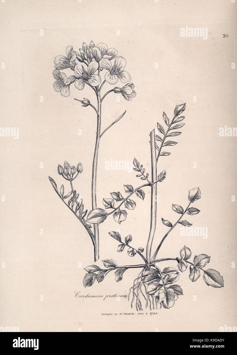 Medical botany (Plate 30) BHL673034 Stock Photo - Alamy