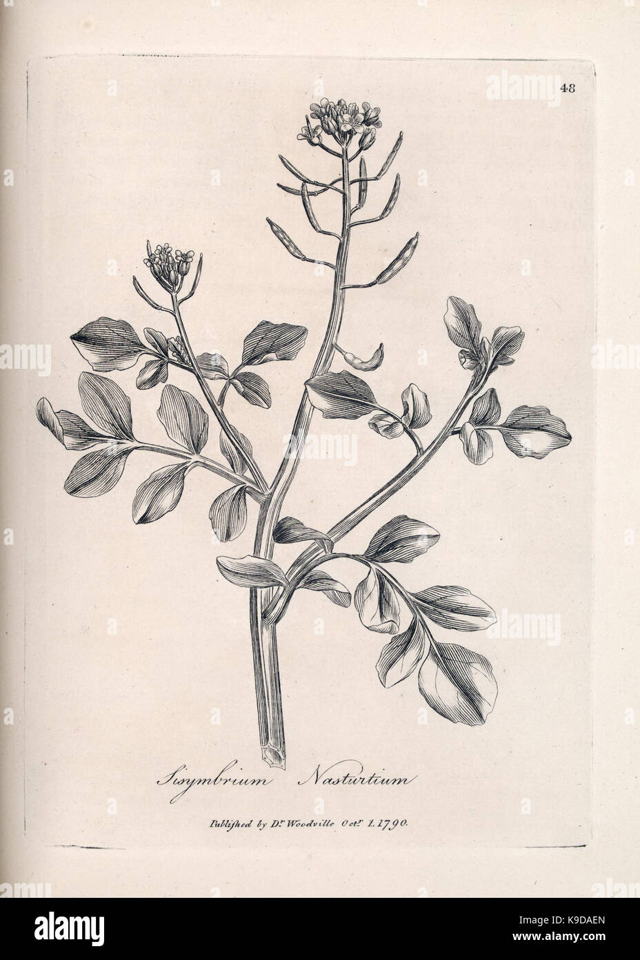 Medical botany (Plate 48) BHL673086 Stock Photo - Alamy