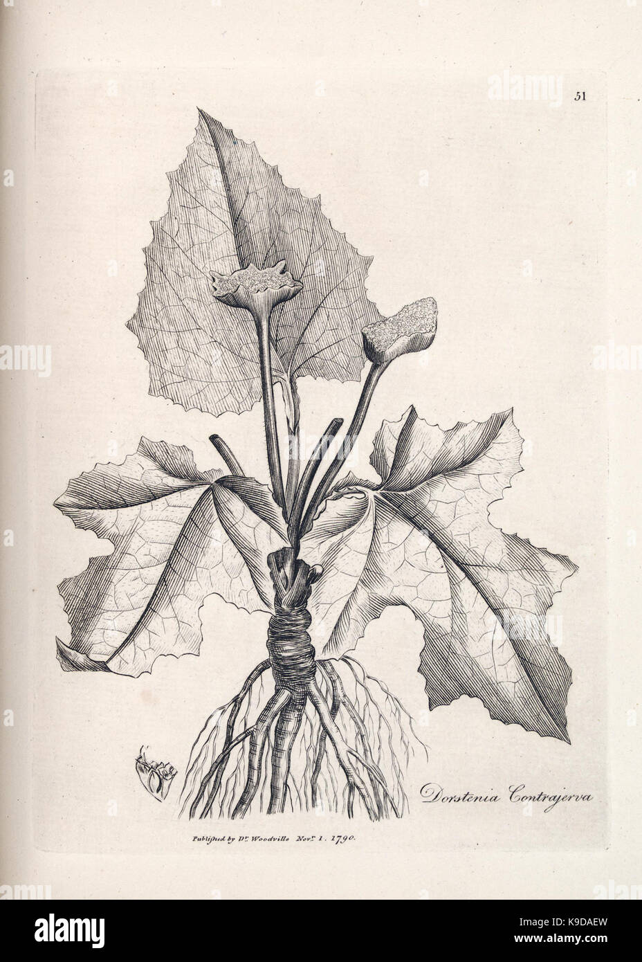 Medical botany (Plate 51) BHL673095 Stock Photo - Alamy