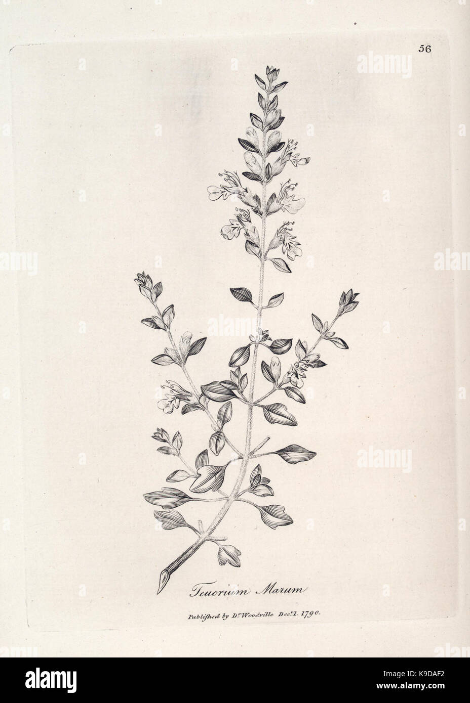 Botanical specimen plate hi-res stock photography and images - Alamy