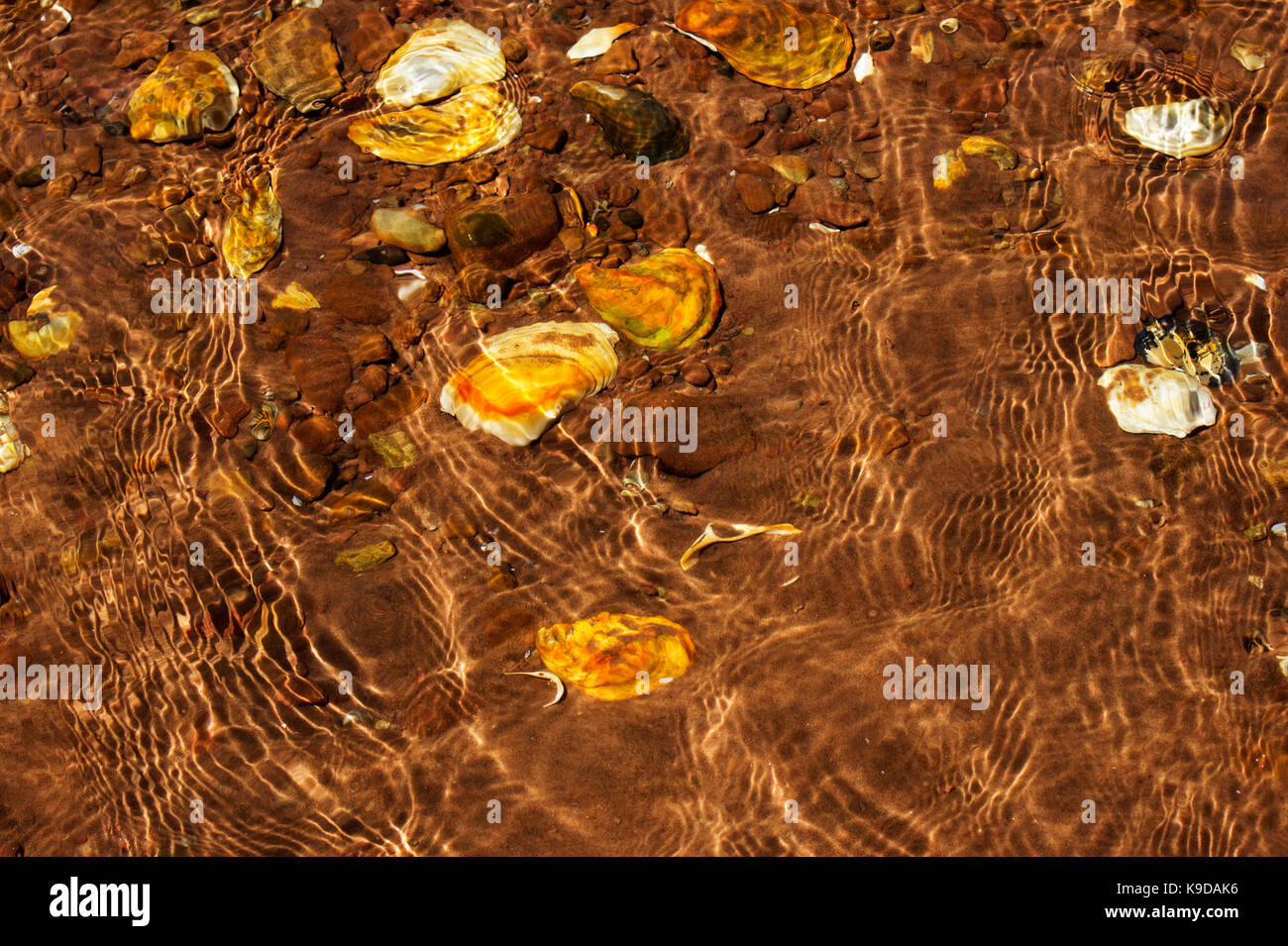 shells under the water Stock Photo - Alamy