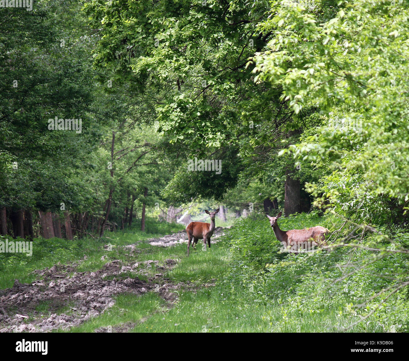 Doe in forest hi-res stock photography and images - Alamy