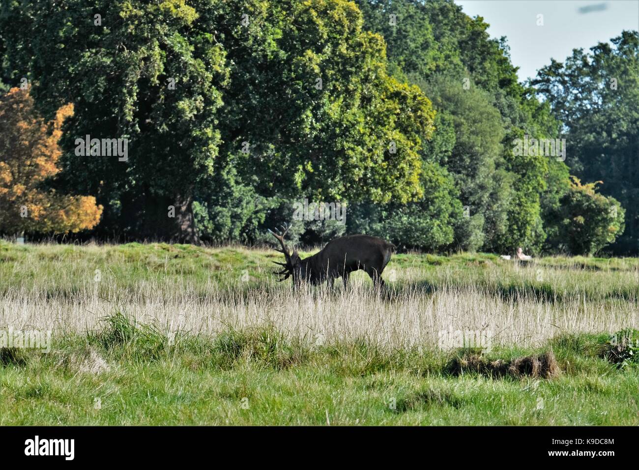 stags in autumn Stock Photo - Alamy